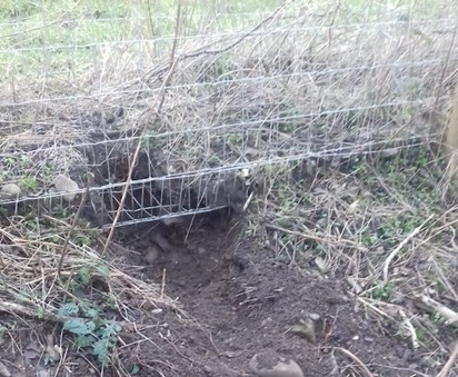 Otter Fencing Maintenance - Angling Trust