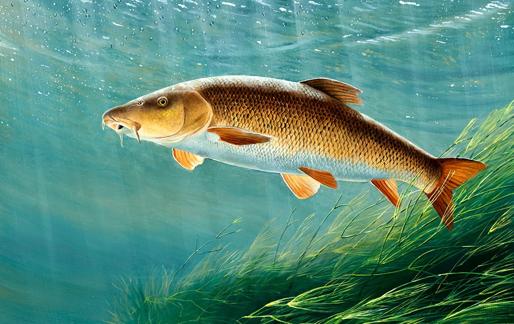 Member Benefits - Coarse - David Miller Artwork - Angling Trust