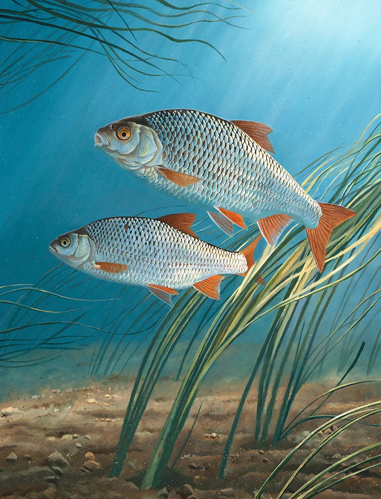 Member Benefits - Match - David Miller Artwork - Angling Trust
