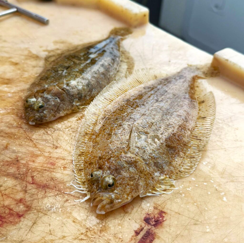 Four fish officially recognised as British records - Angling Trust
